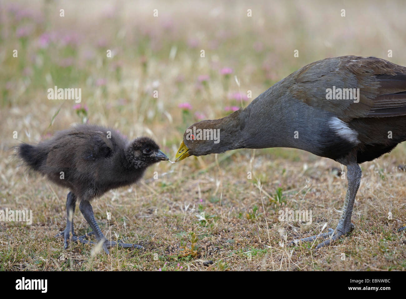 Tasmanian native hen hi-res stock photography and images - Alamy