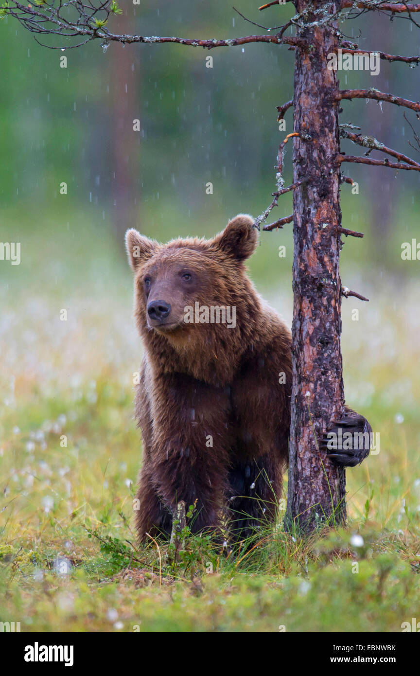 Falling bear tree hi-res stock photography and images - Alamy