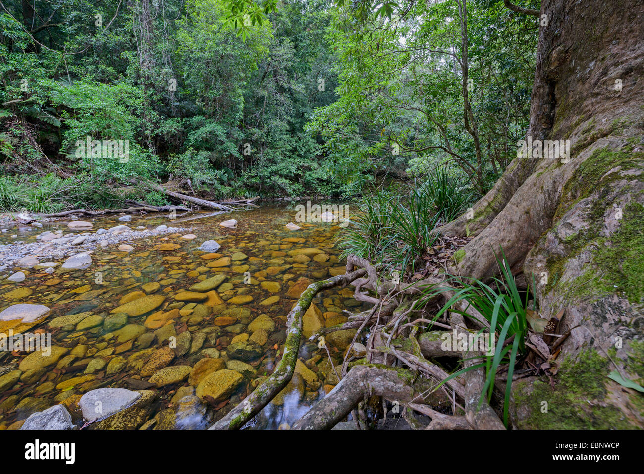 Habitats Are Subtropical Forest High Resolution Stock Photography and ...