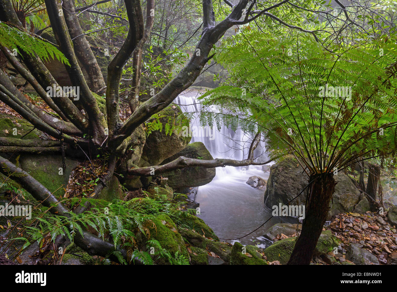 Subtropical rainforest hi-res stock photography and images - Alamy