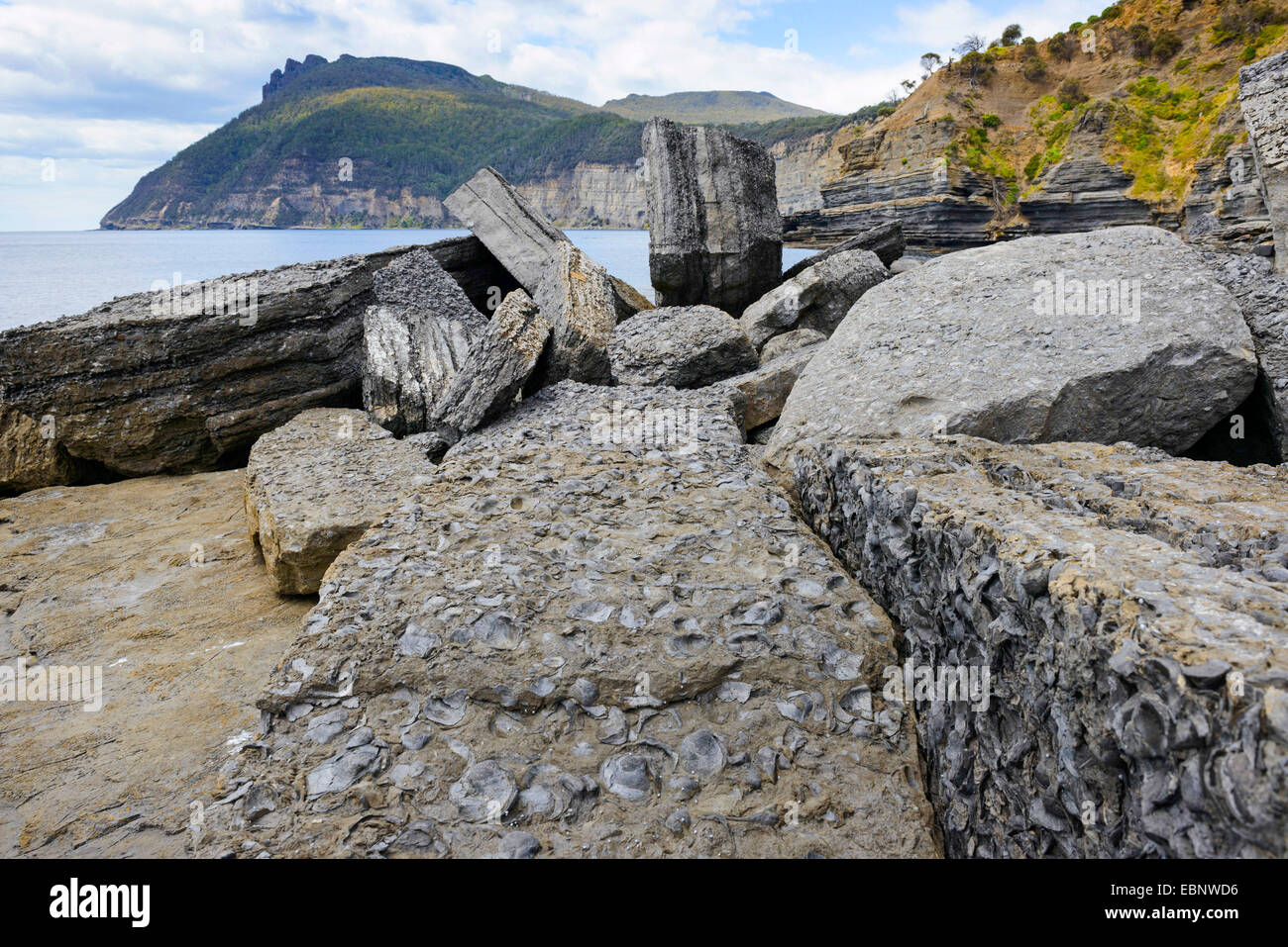 Fossilised rocks hi-res stock photography and images - Alamy
