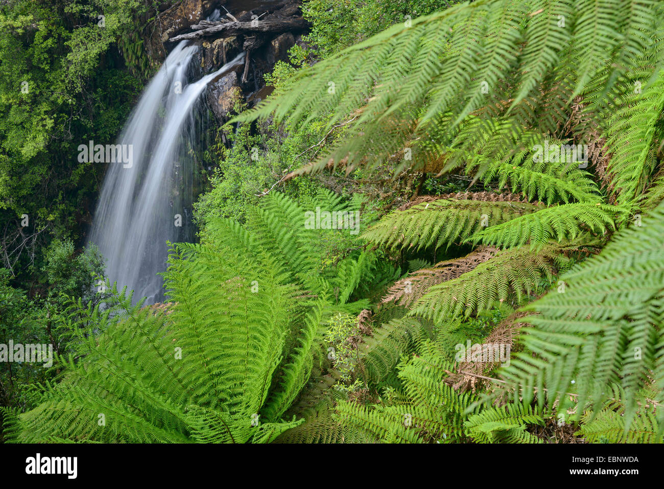 waterfall Philosopher Falls with tree ferns, Australia, Tasmania ...