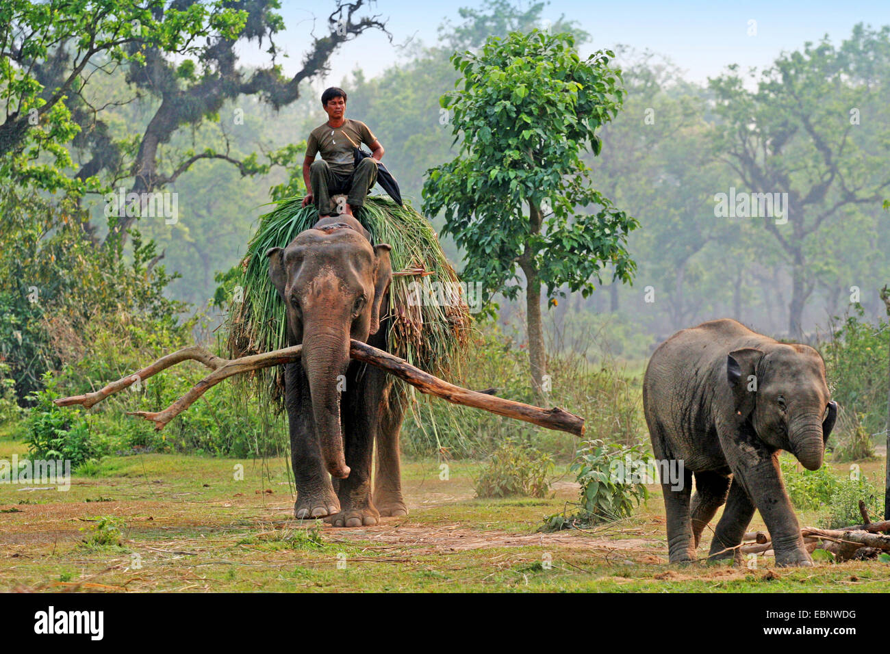 Elephant carrying log hi-res stock photography and images - Alamy