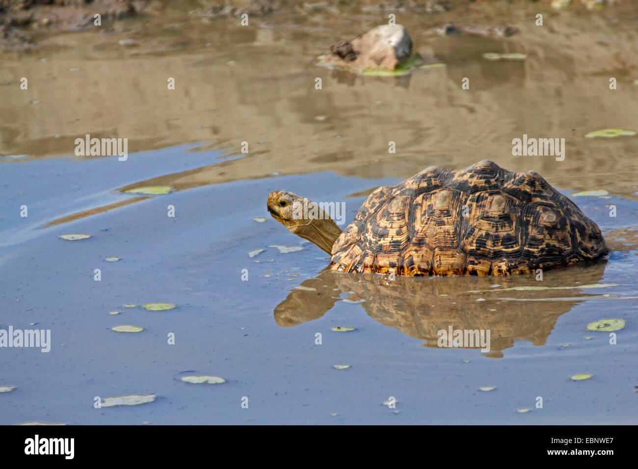 Half Tortoise High Resolution Stock Photography and Images - Alamy