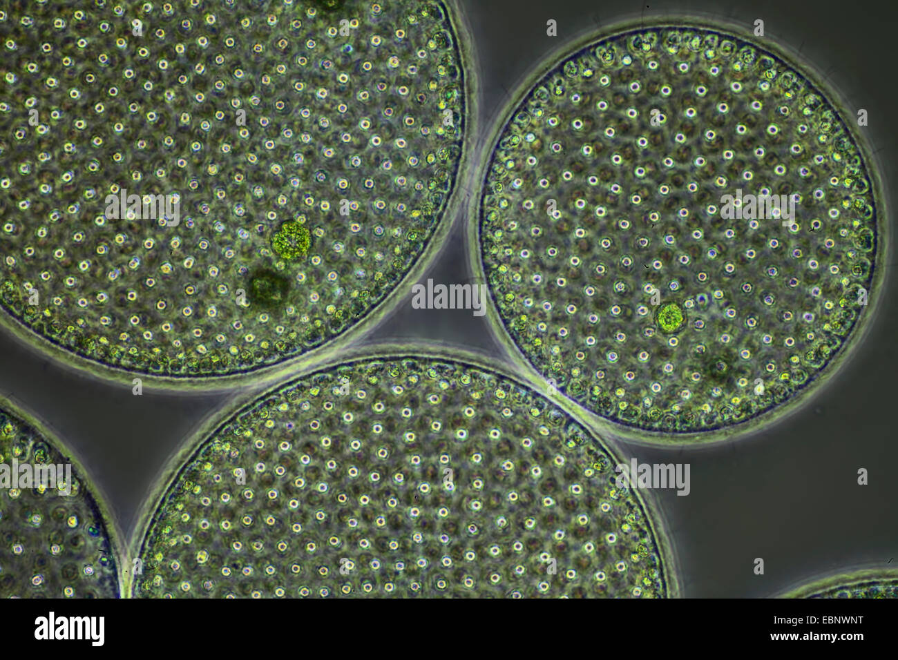 Volvox Dark Field Microscopy