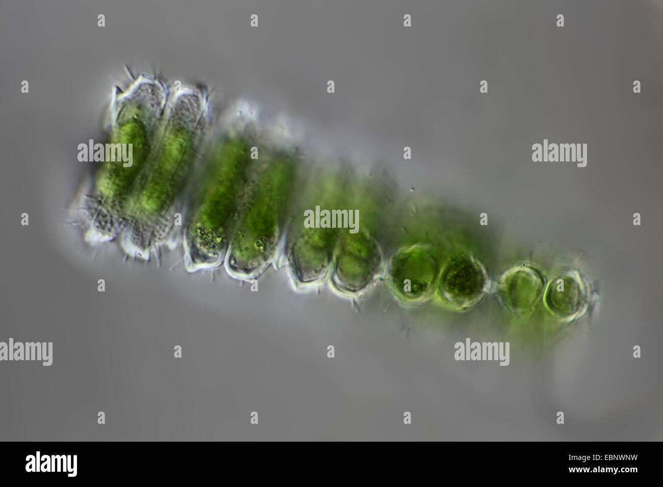 Green algae microscope hi-res stock photography and images - Alamy