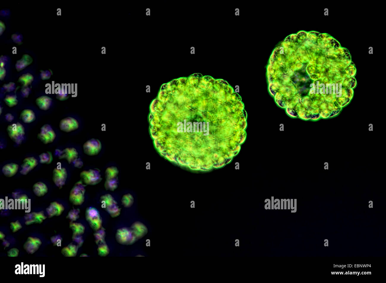 Volvox Aureus