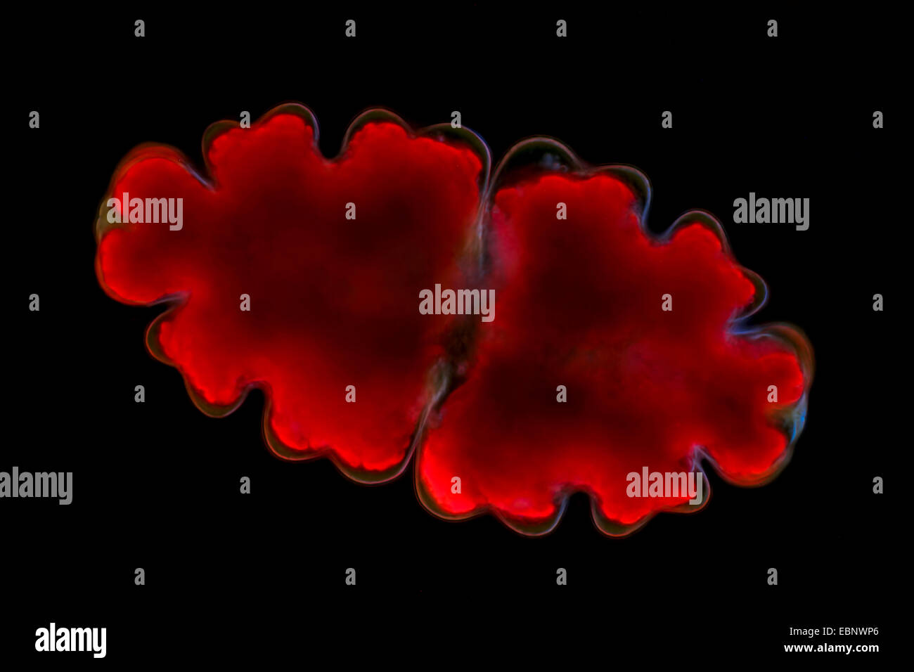 Fluorescence microscope hi-res stock photography and images - Alamy