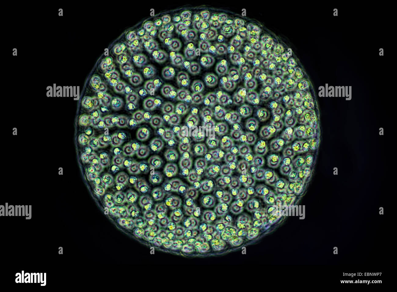 Volvox Aureus