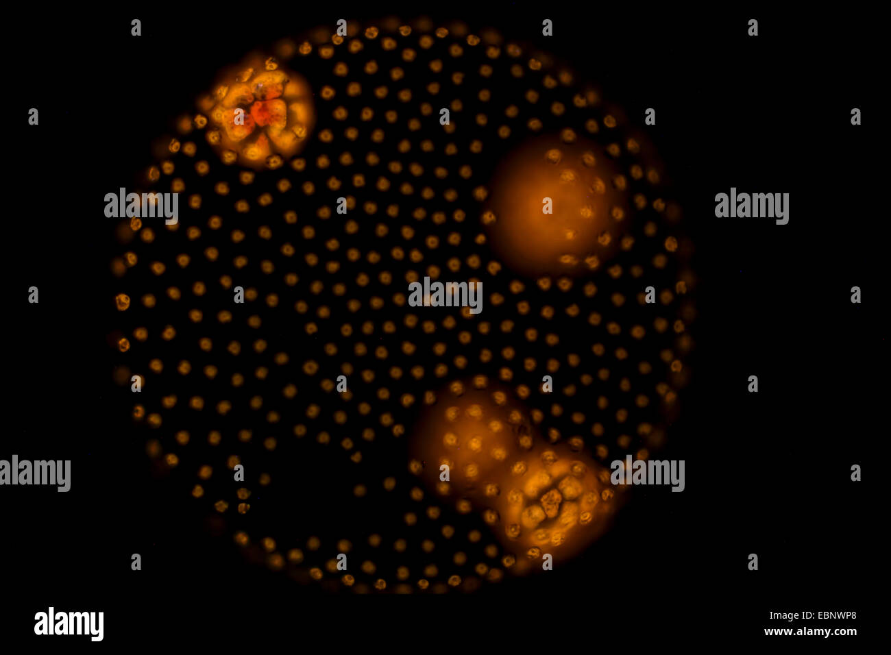 Volvox plant hi-res stock photography and images - Alamy
