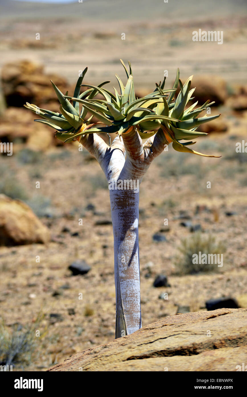 Kokerboom, Quivertree, Quiver Tree (Aloe dichotoma), Kokerboom in the ...
