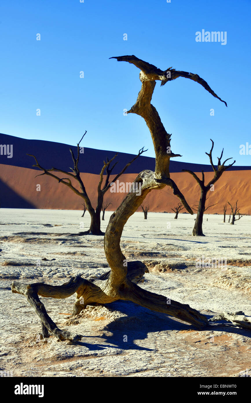 camel thorn, giraffe thorn (Acacia erioloba), The dead trees valley in ...