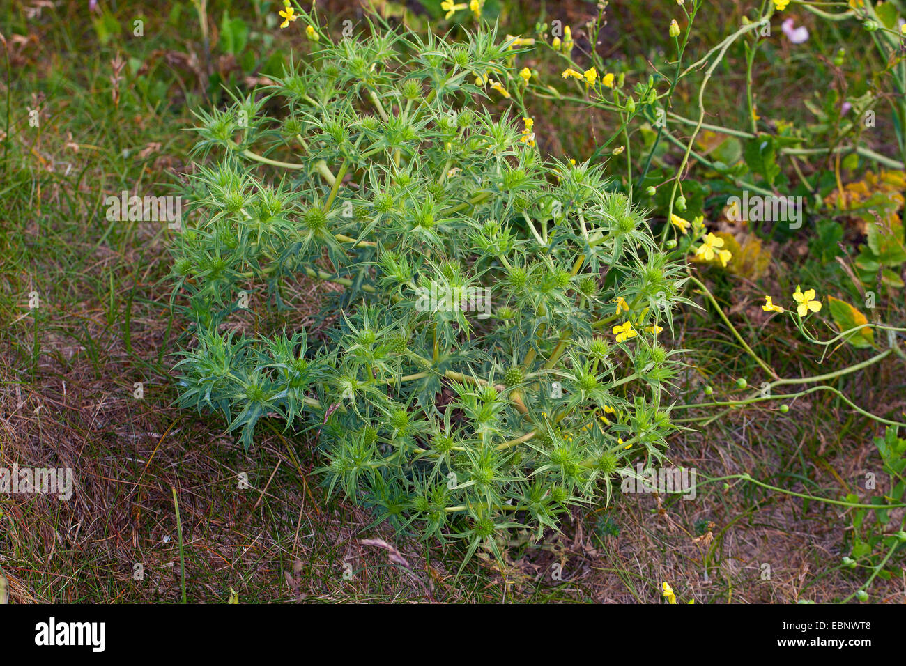 Field eryngo hi-res stock photography and images - Alamy