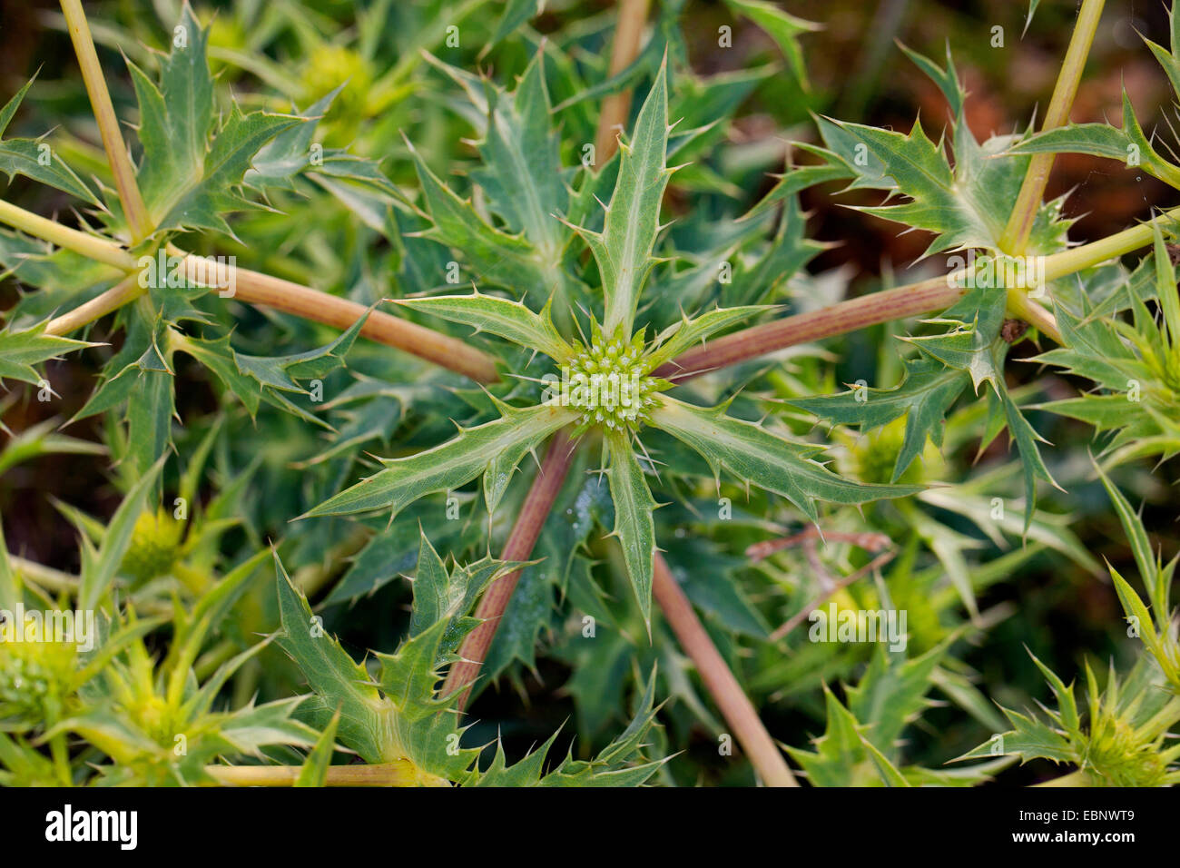 Field eryngo (Eryngium campestre), inflorescence, Germany Stock Photo ...