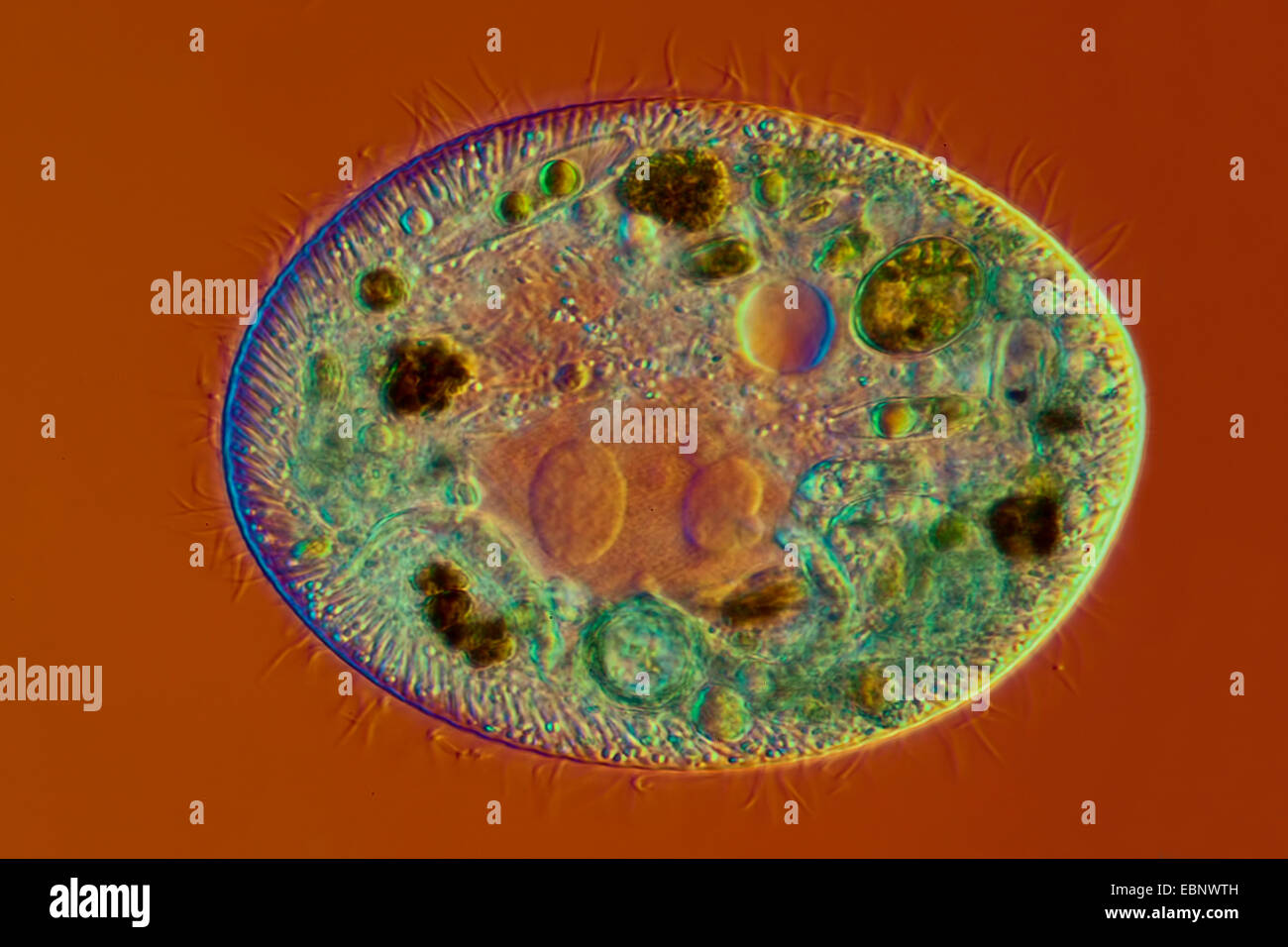 Ciliates Ciliata High Resolution Stock Photography and Images - Alamy