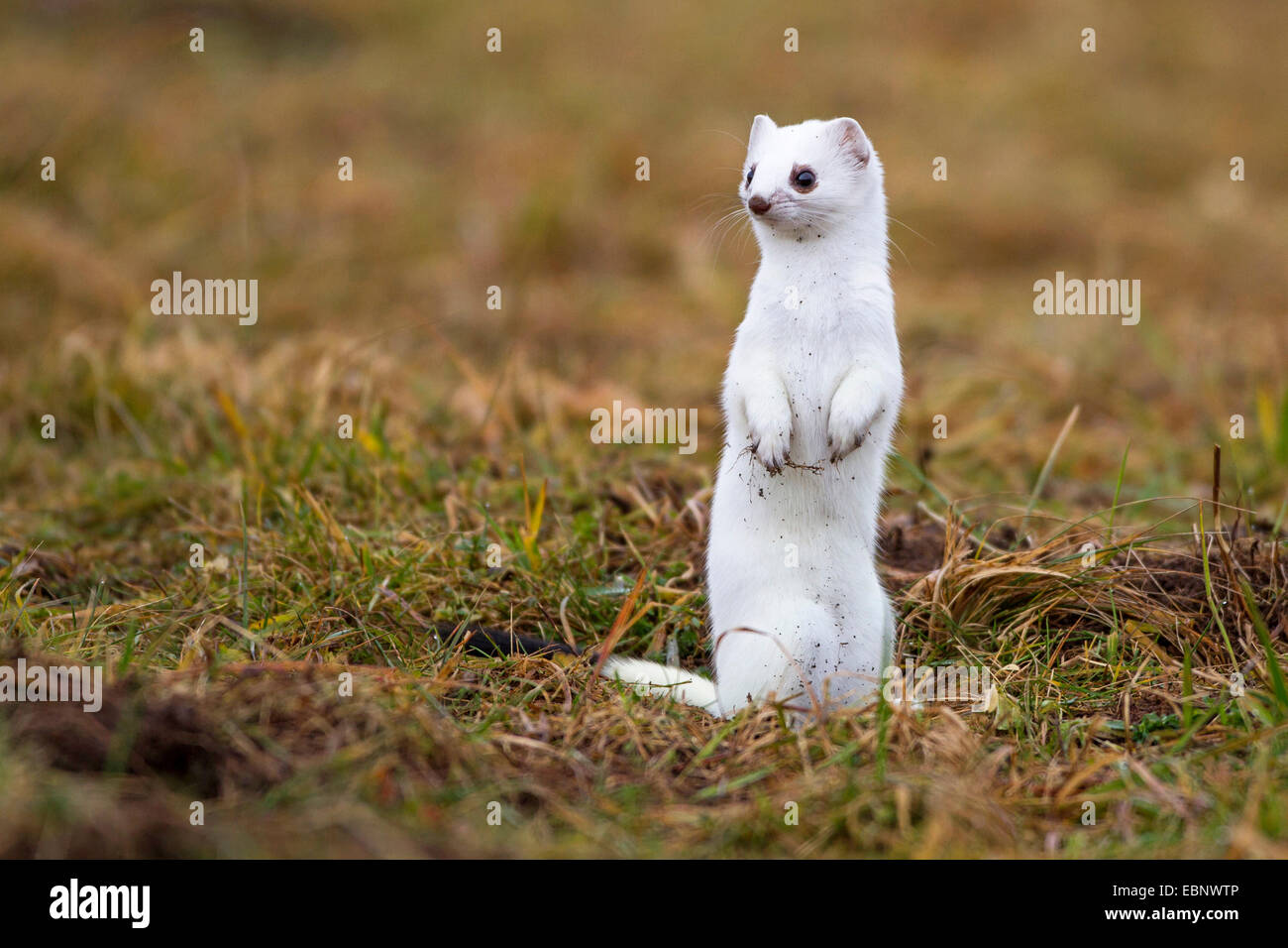 Ermine, Stoat, Short-tailed weasel (Mustela erminea), with winter coat ...