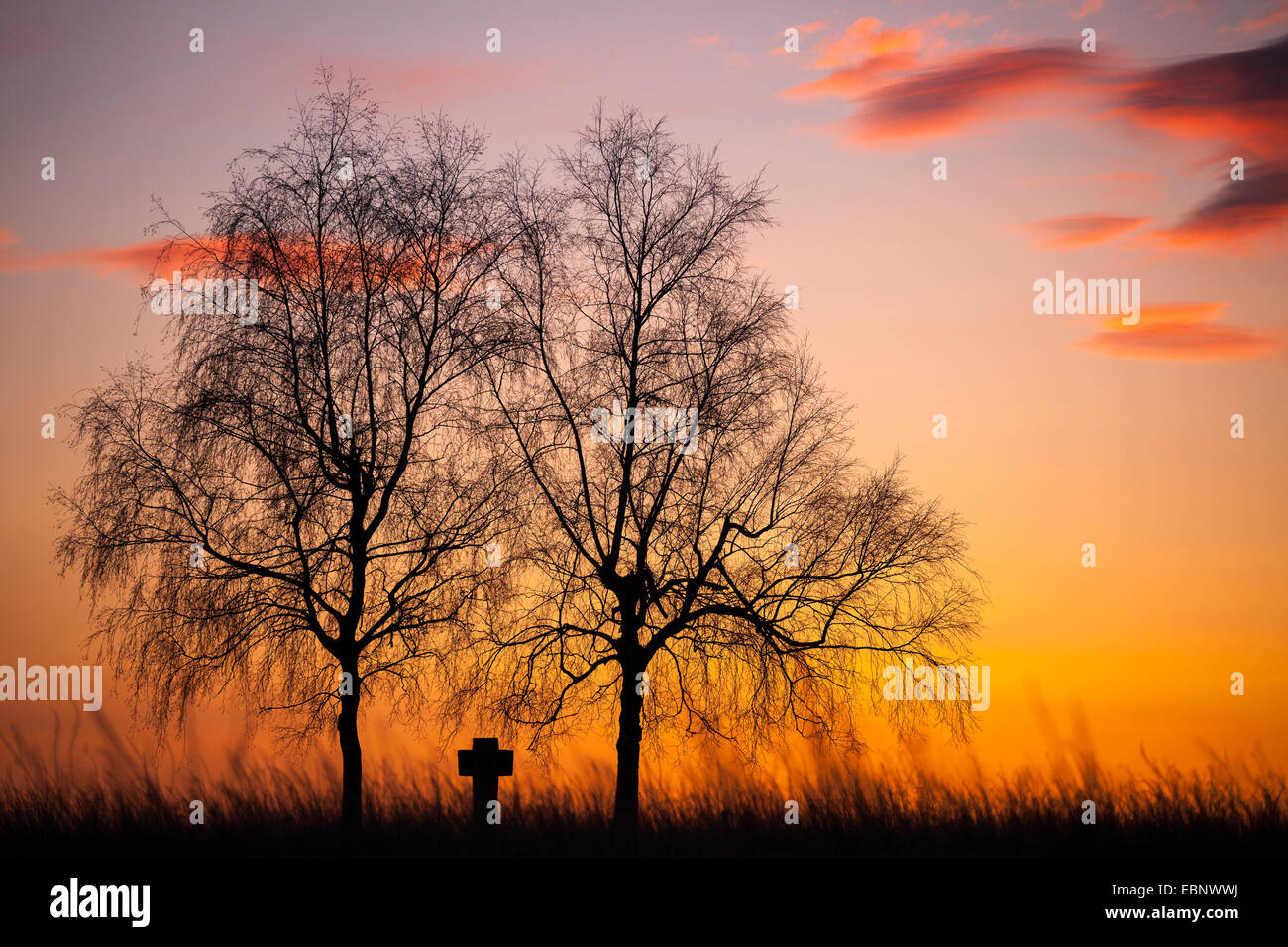 field cross between two birches at sunset, Germany, Baden-Wuerttemberg ...