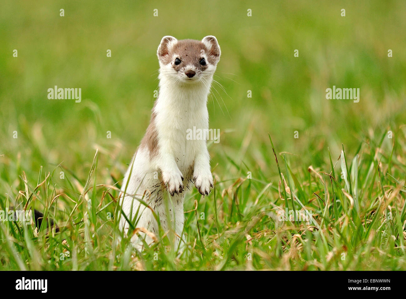 Ermine, Stoat, Short-tailed weasel (Mustela erminea), standing in a ...
