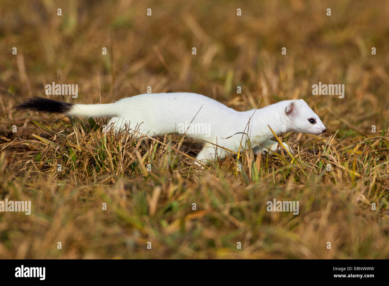 Ermine, Stoat, Short-tailed weasel (Mustela erminea), walking in a ...