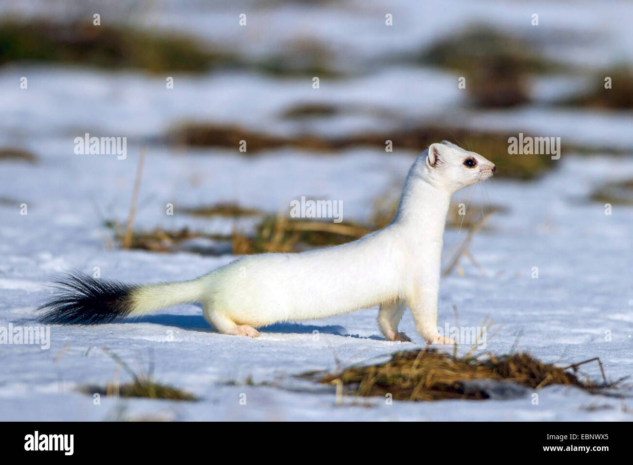 Ermine winter camouflage hi-res stock photography and images - Alamy