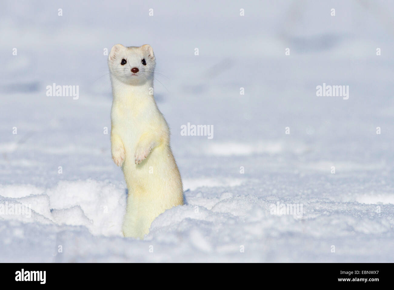 Ermine, Stoat, Short-tailed weasel (Mustela erminea), standing erect in ...