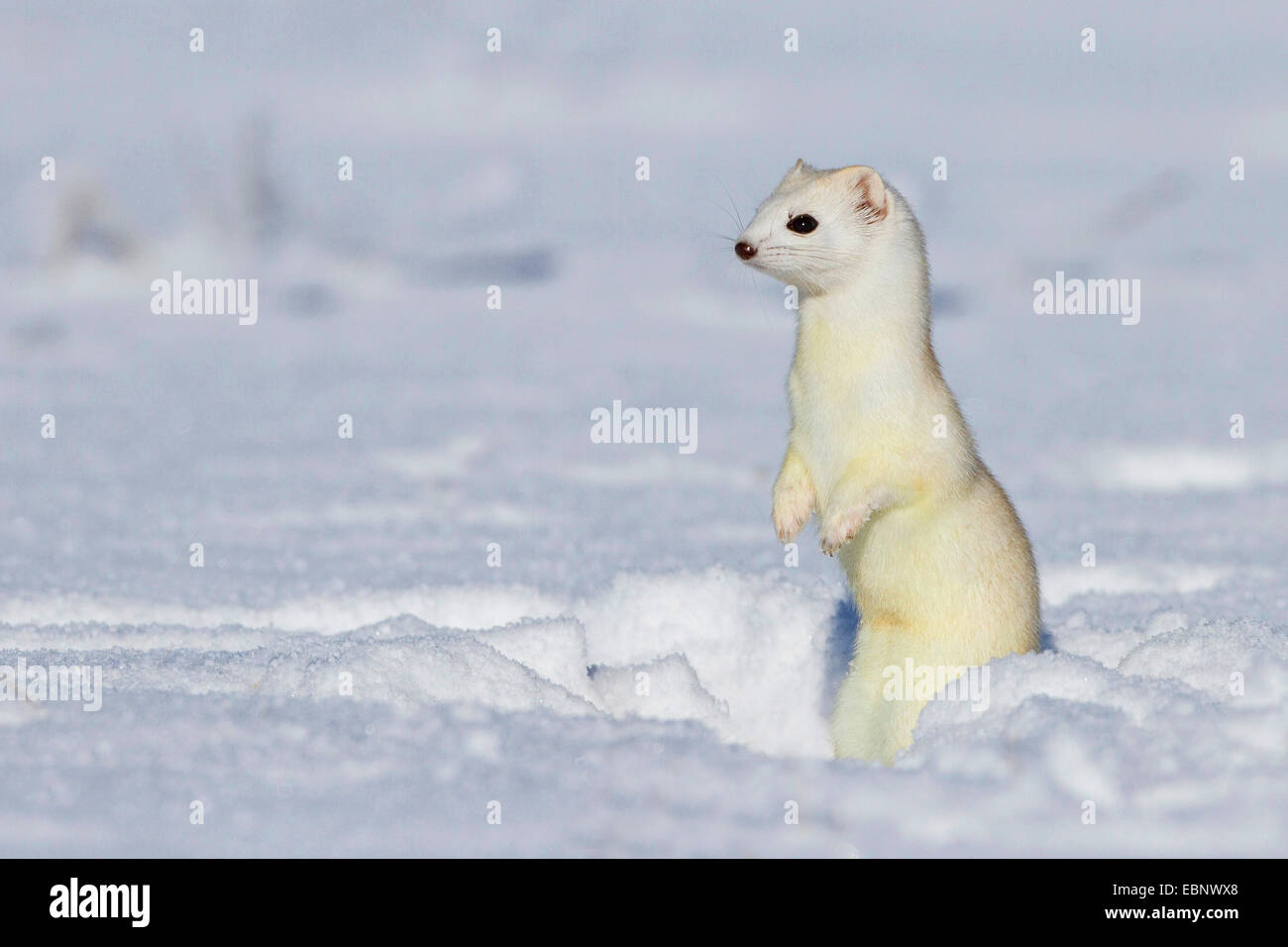 Ermine, Stoat, Short-tailed weasel (Mustela erminea), standing erect on ...