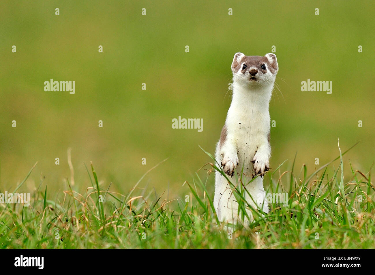 Ermine, Stoat, Short-tailed weasel (Mustela erminea), standing erect in ...