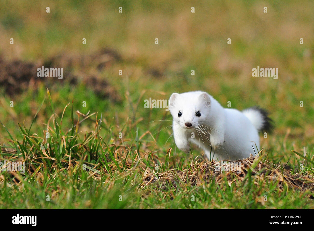 Ermine, Stoat, Short-tailed weasel (Mustela erminea), running over a ...
