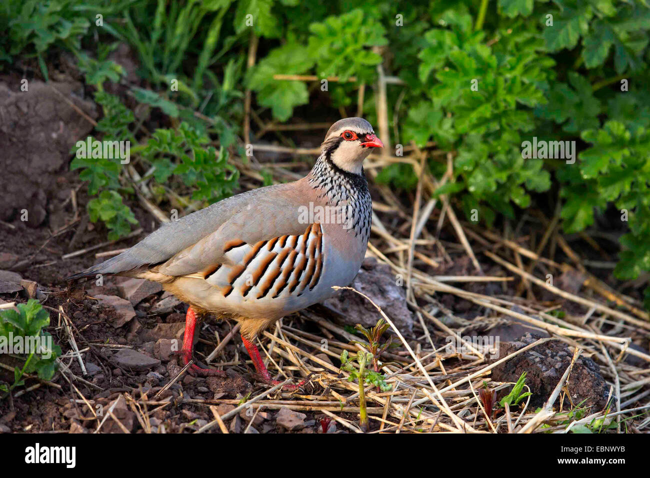 red-legged partridge (Alectoris rufa), on a field, United Kingdom ...