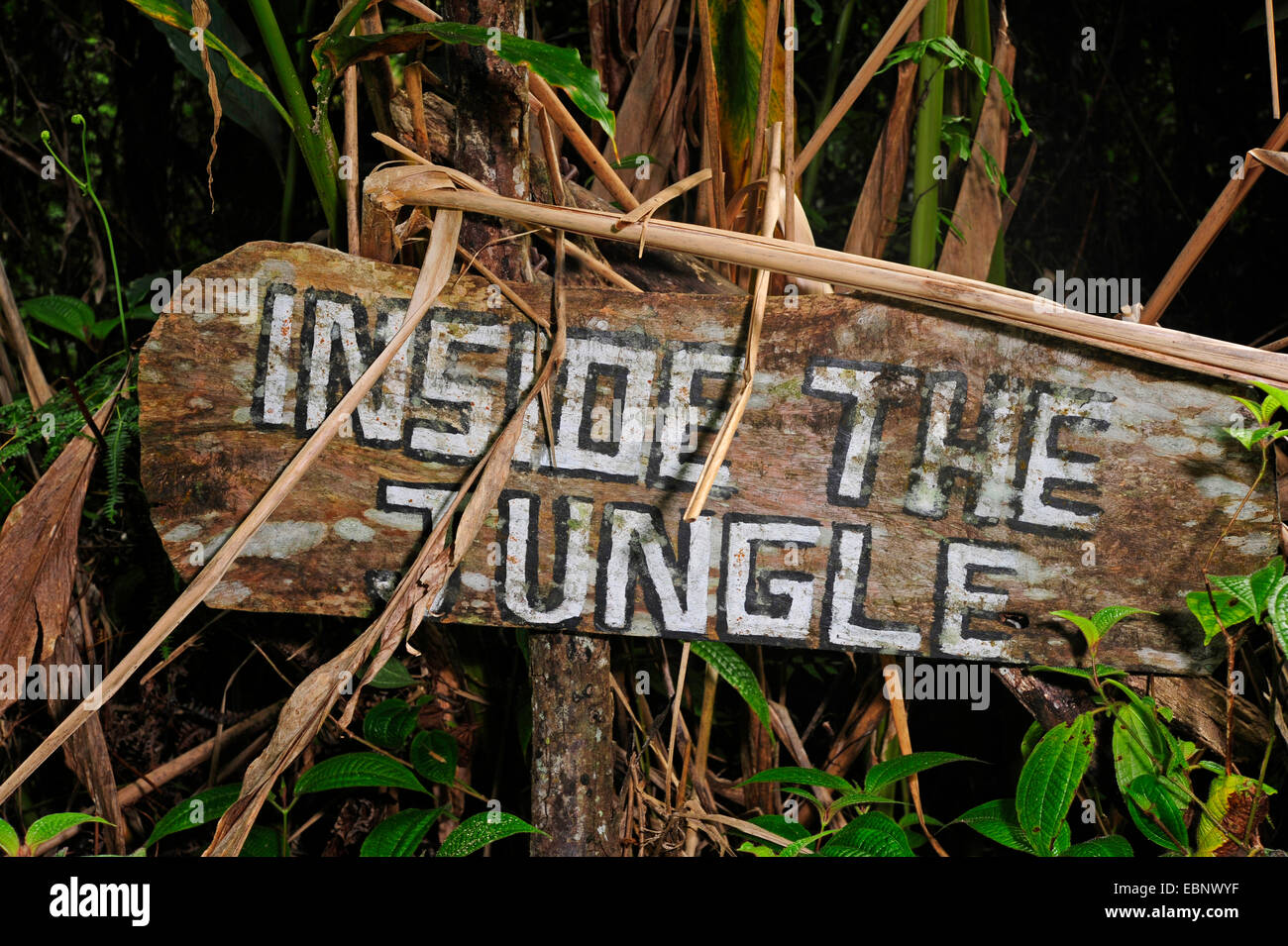 Inside the jungle hi-res stock photography and images - Alamy