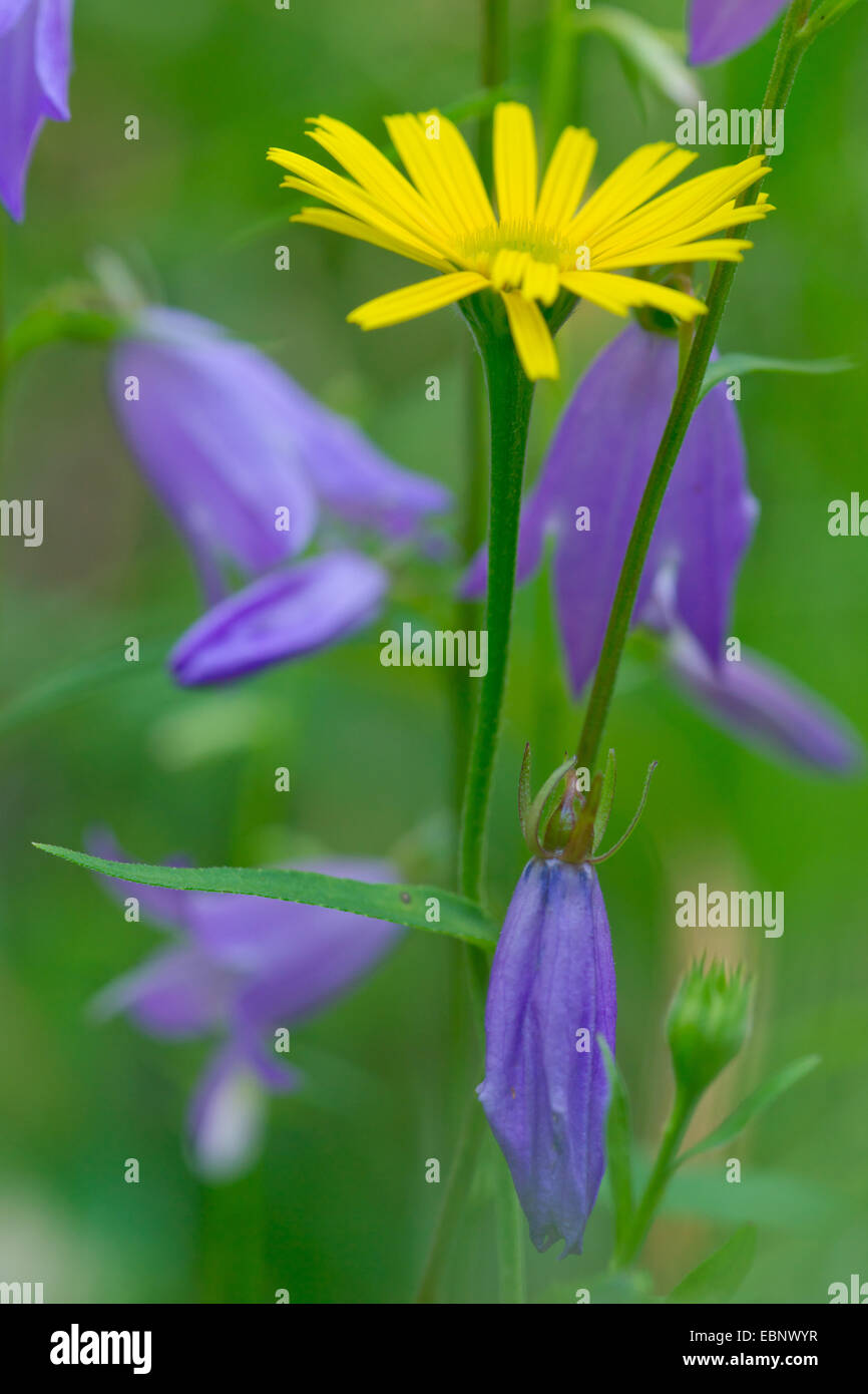 Yellow ox-eye (Buphthalmum salicifolium), blooming together with ...