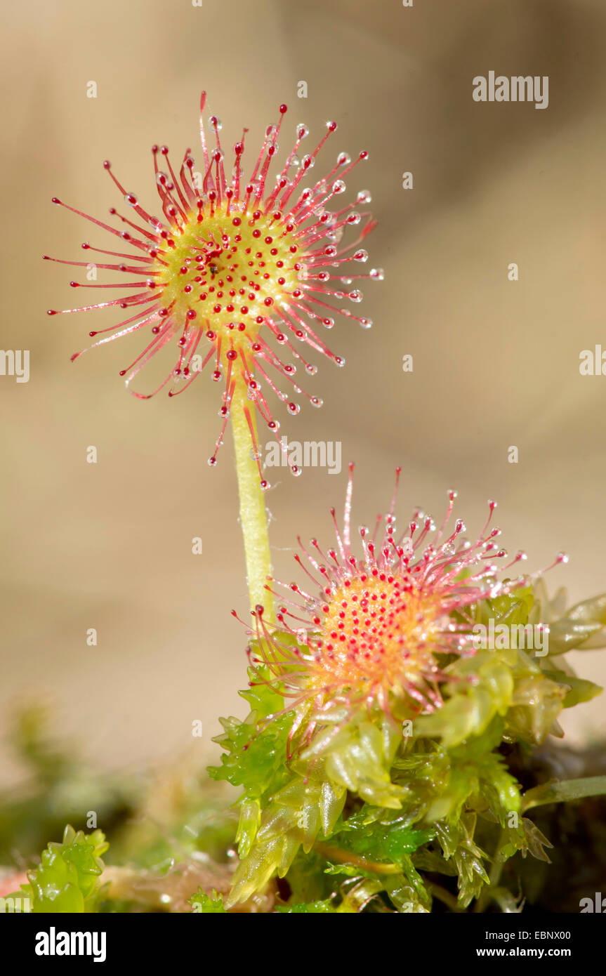 round-leaved sundew, roundleaf sundew (Drosera rotundifolia), trapping ...