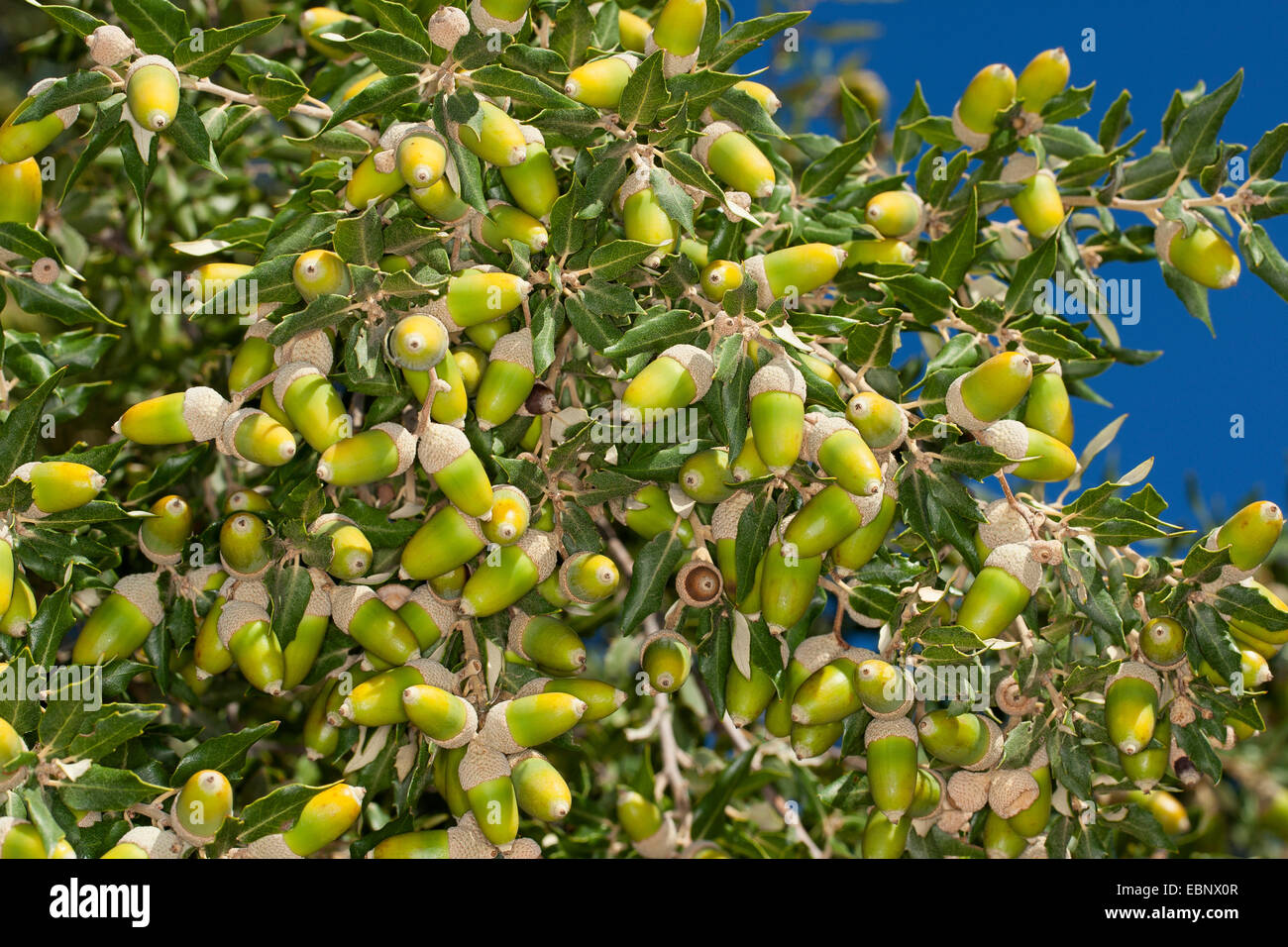 Holm oak, Evergreen oak, Holly oak, Evergreen Oak (Quercus ilex ...