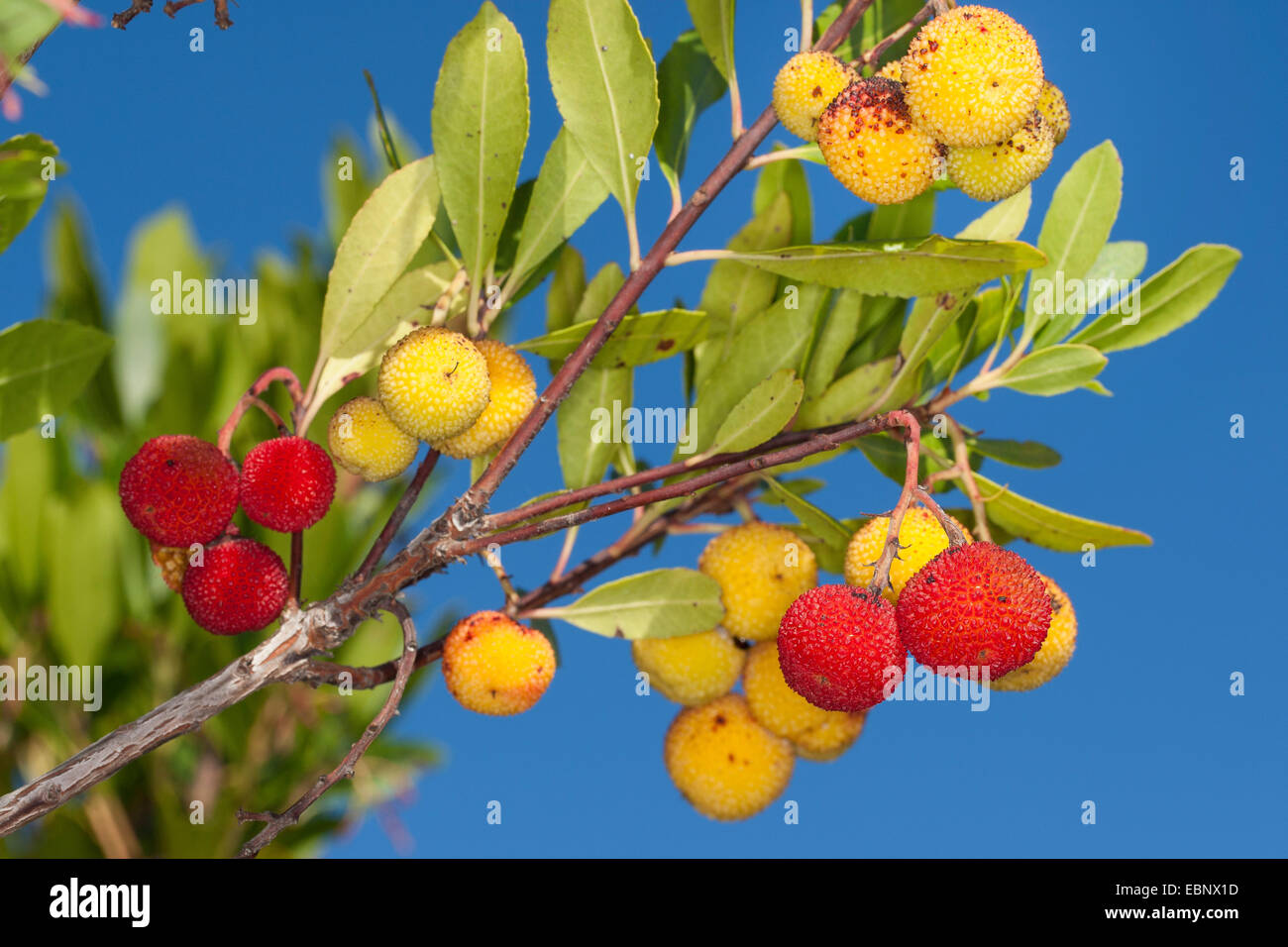Strawberry tree fruits hi-res stock photography and images - Alamy