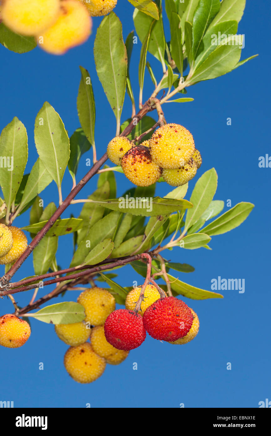 killarney strawberry tree (Arbutus unedo), branch with fruits Stock ...