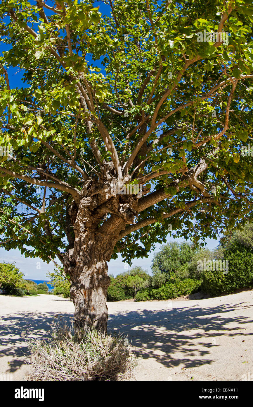Chinese Mulberry Trees