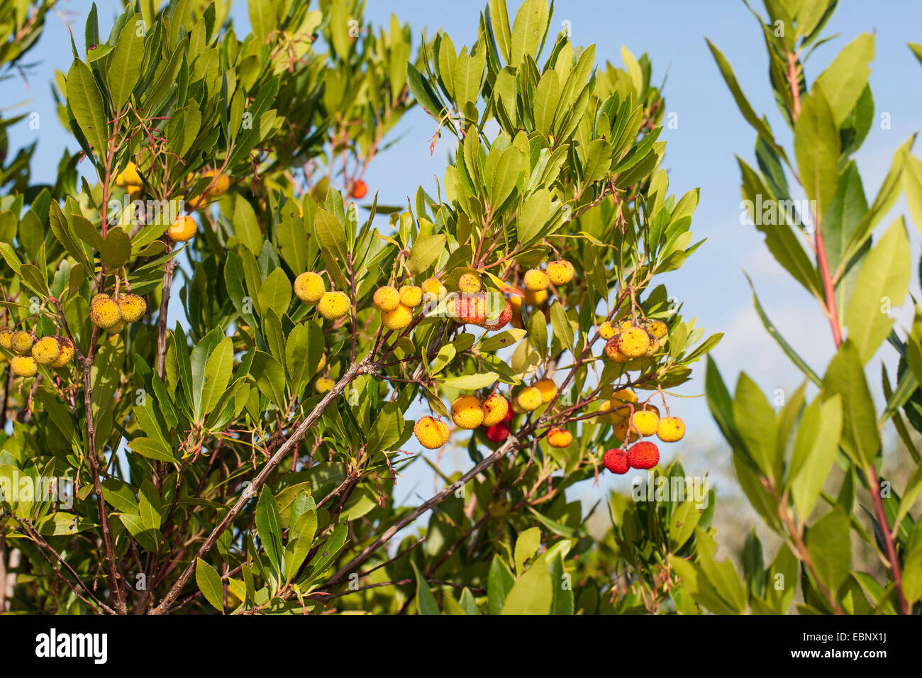 killarney strawberry tree (Arbutus unedo), branch with fruits Stock ...