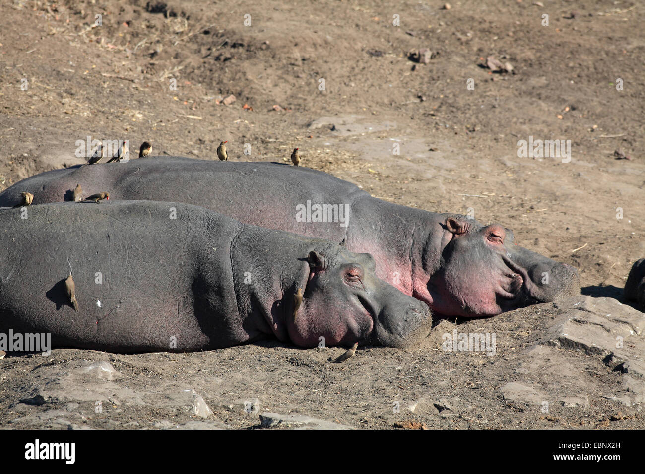 hippopotamus, hippo, Common hippopotamus (Hippopotamus amphibius), two ...