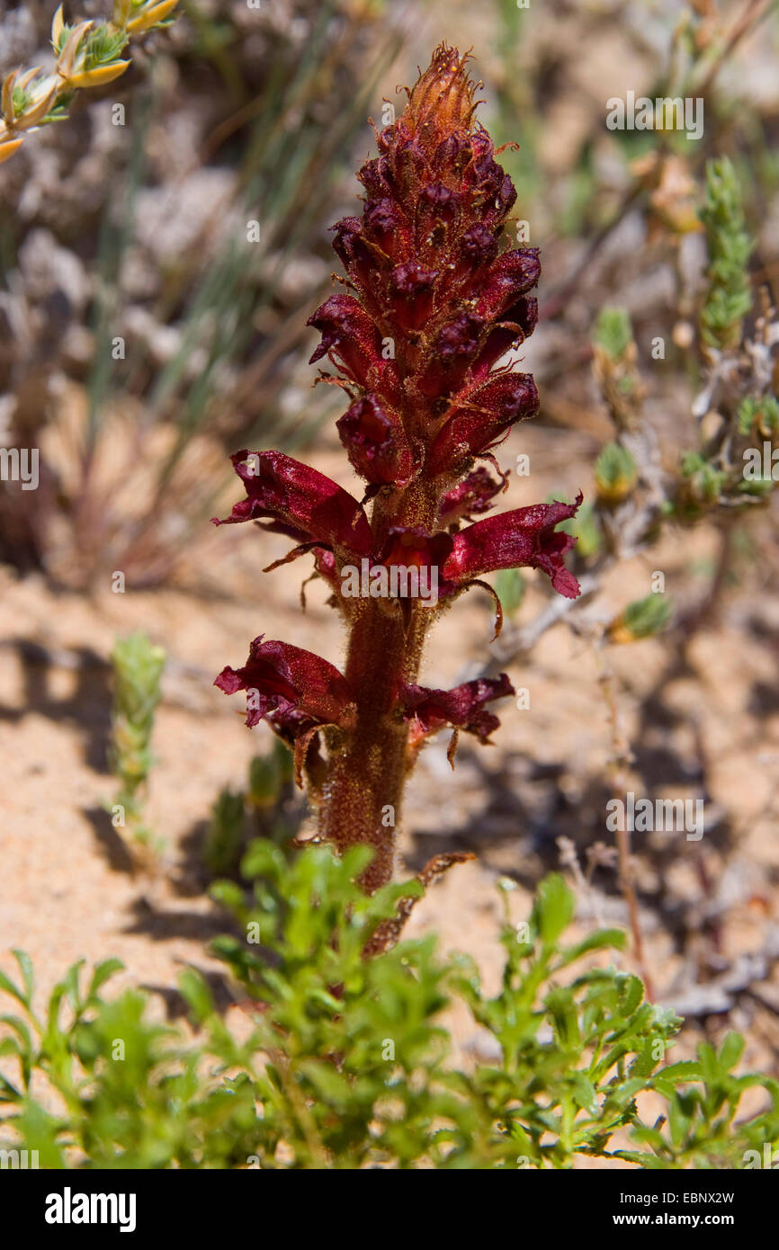 Broomrape (Orobanche foetida), inflorescence, Germany, Baden ...