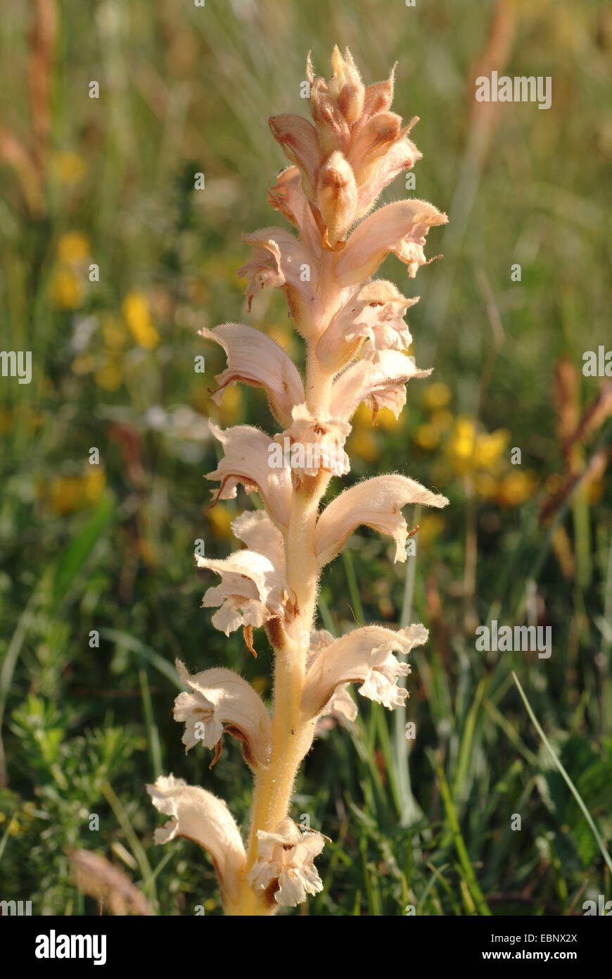 bedstraw broomrape (Orobanche caryophyllacea), inflorescence, Germany ...