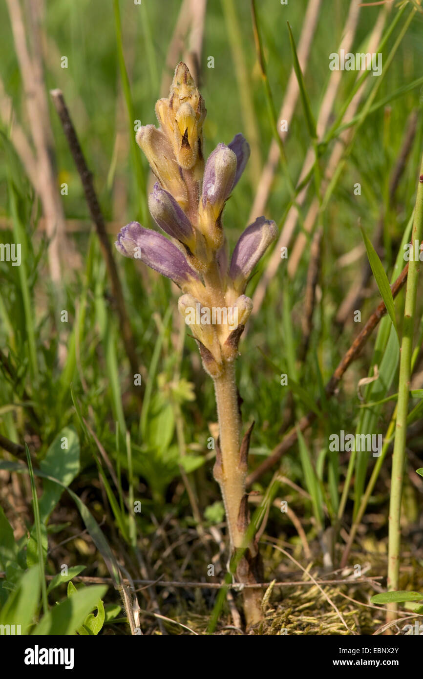 Wormwood Broomrape (Orobanche alsatica), inflorescence, Germany Stock ...