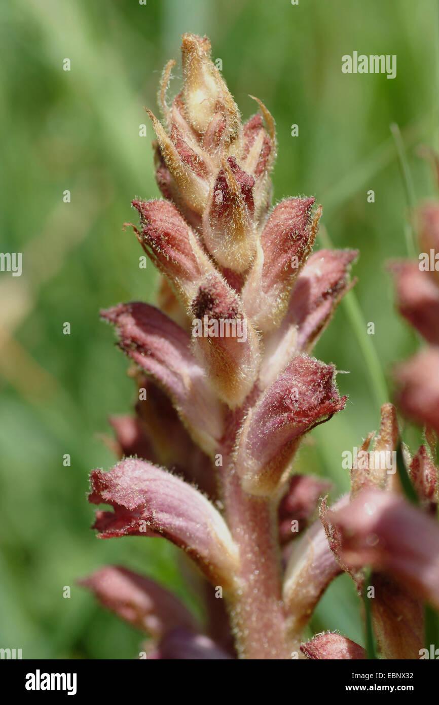 bedstraw broomrape (Orobanche caryophyllacea), inflorescence, Germany ...