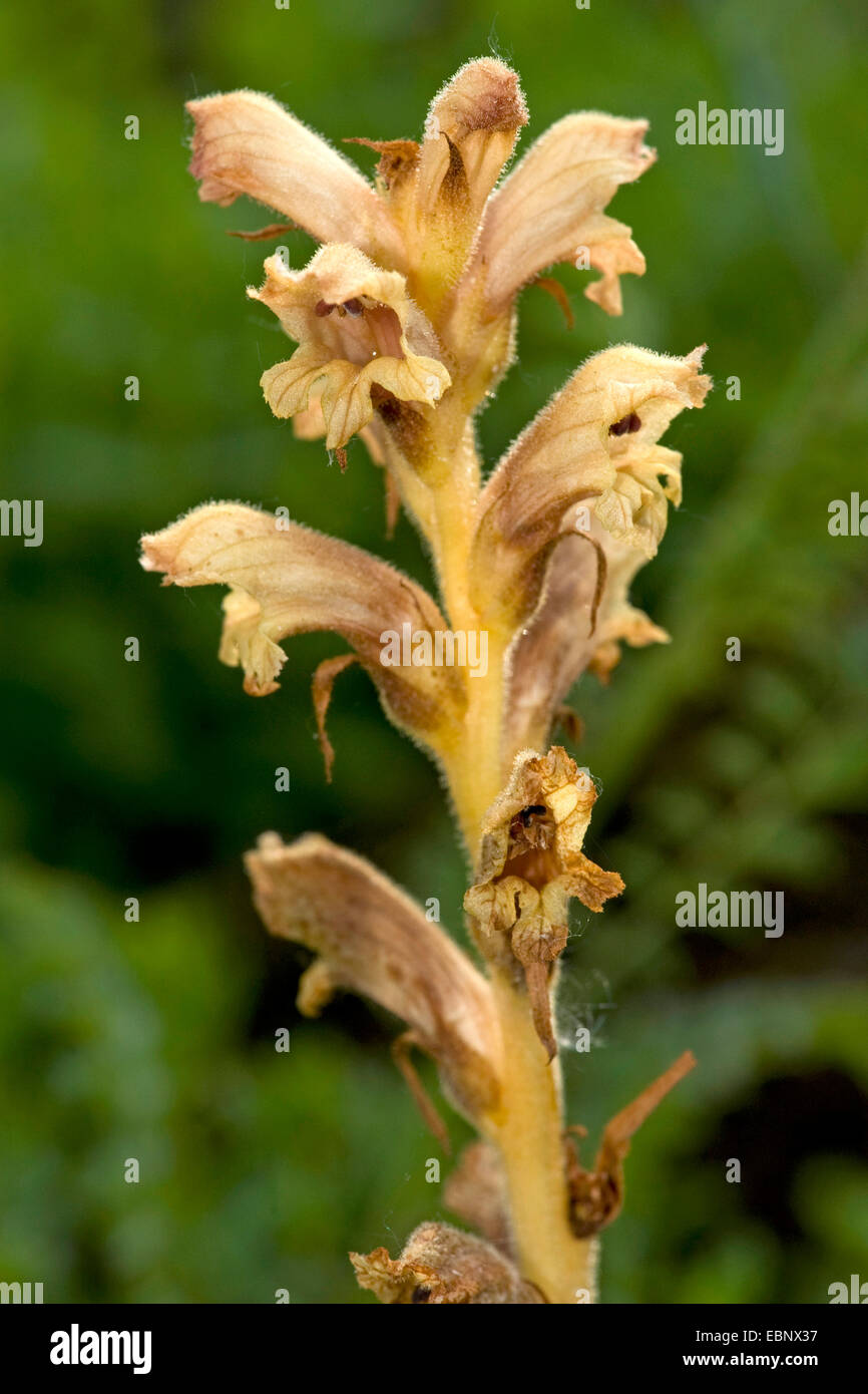Germander Broomrape (Orobanche teucrii), inflorescence, Germany, Baden ...