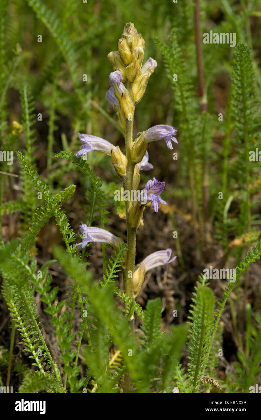 Plant yarrow hi-res stock photography and images - Alamy