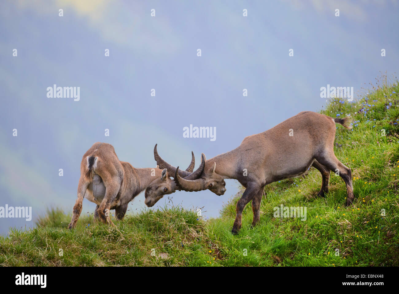 Fighting alpine ibexes fighting in a mountain meadow hi-res stock ...