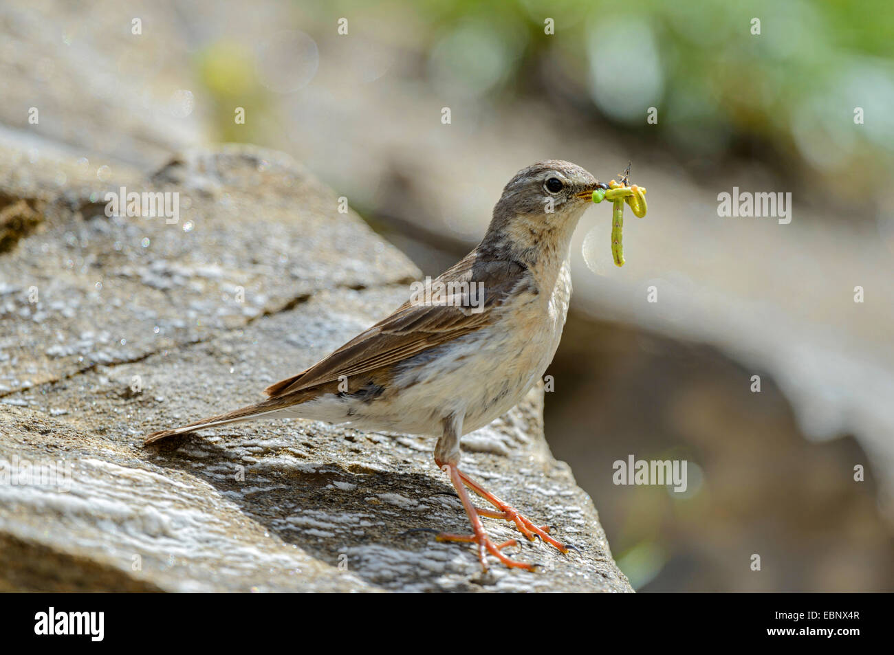 water pitpit (Anthus spinoletta), sitting on a stone with feed in the ...