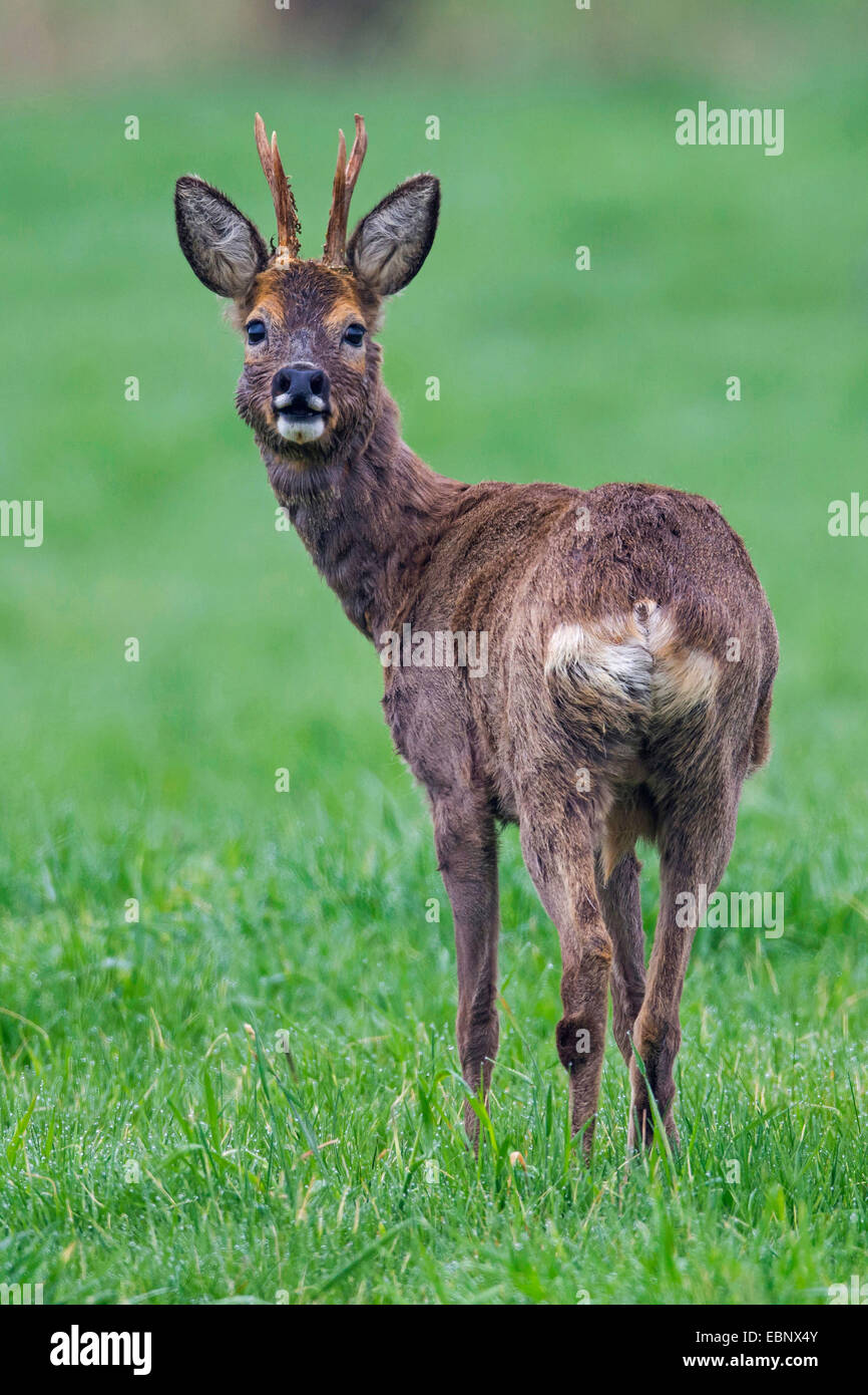roe deer (Capreolus capreolus), roe buck, Germany, Lower Saxony Stock ...
