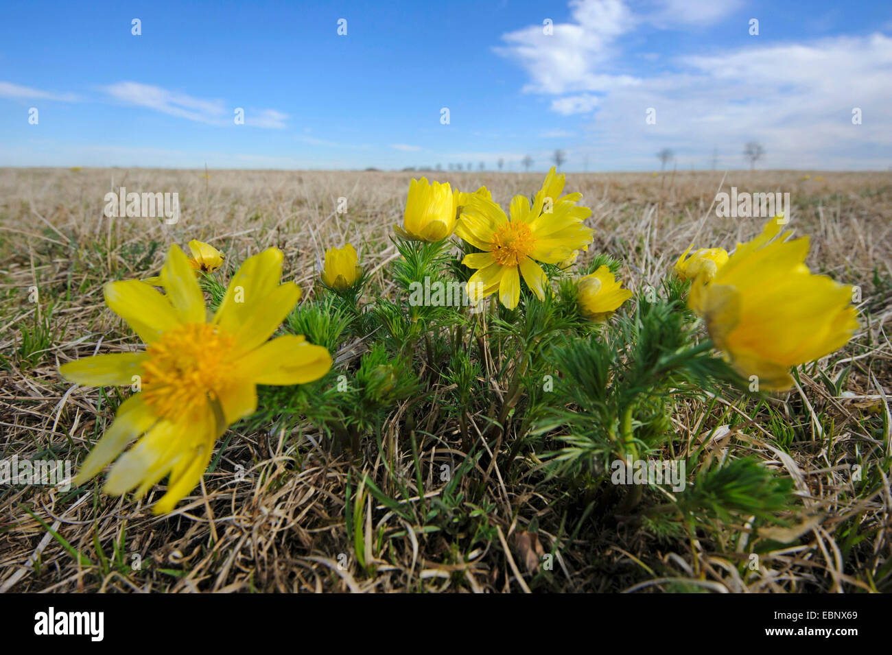 spring adonis (Adonis vernalis), blooming in wind, Germany, Bavaria ...