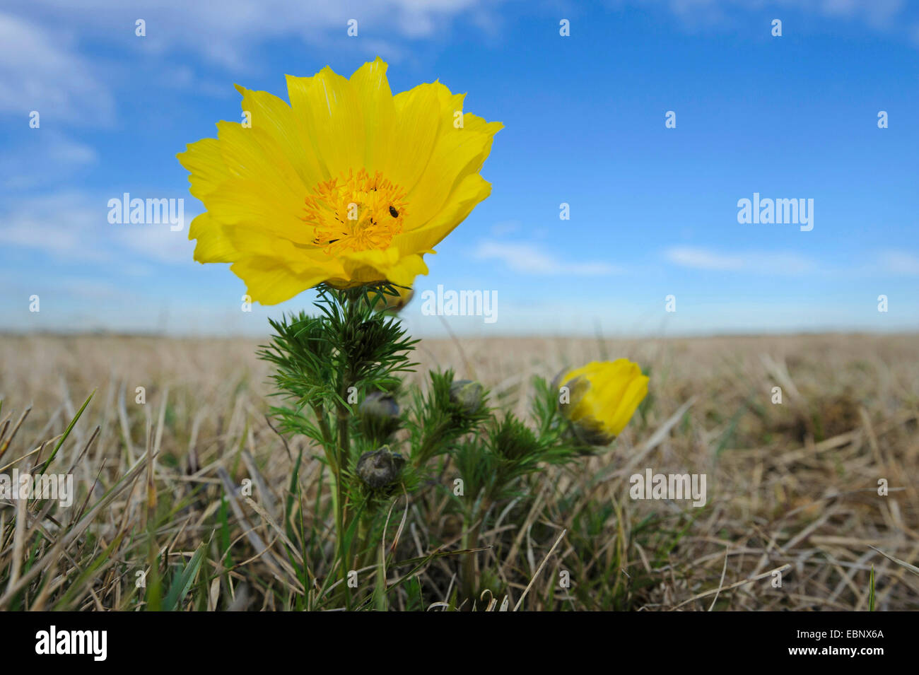 spring adonis (Adonis vernalis), blooming, Germany, Bavaria, Garchinger ...