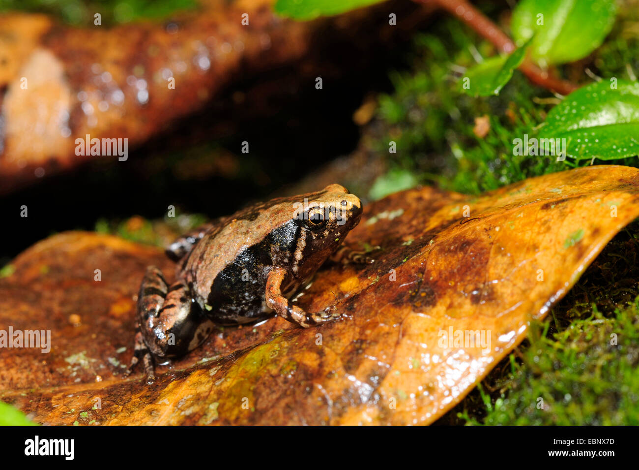 Ornate Narrow-mouthed Frog (Microhyla ornata), on a withered leaf, Sri ...